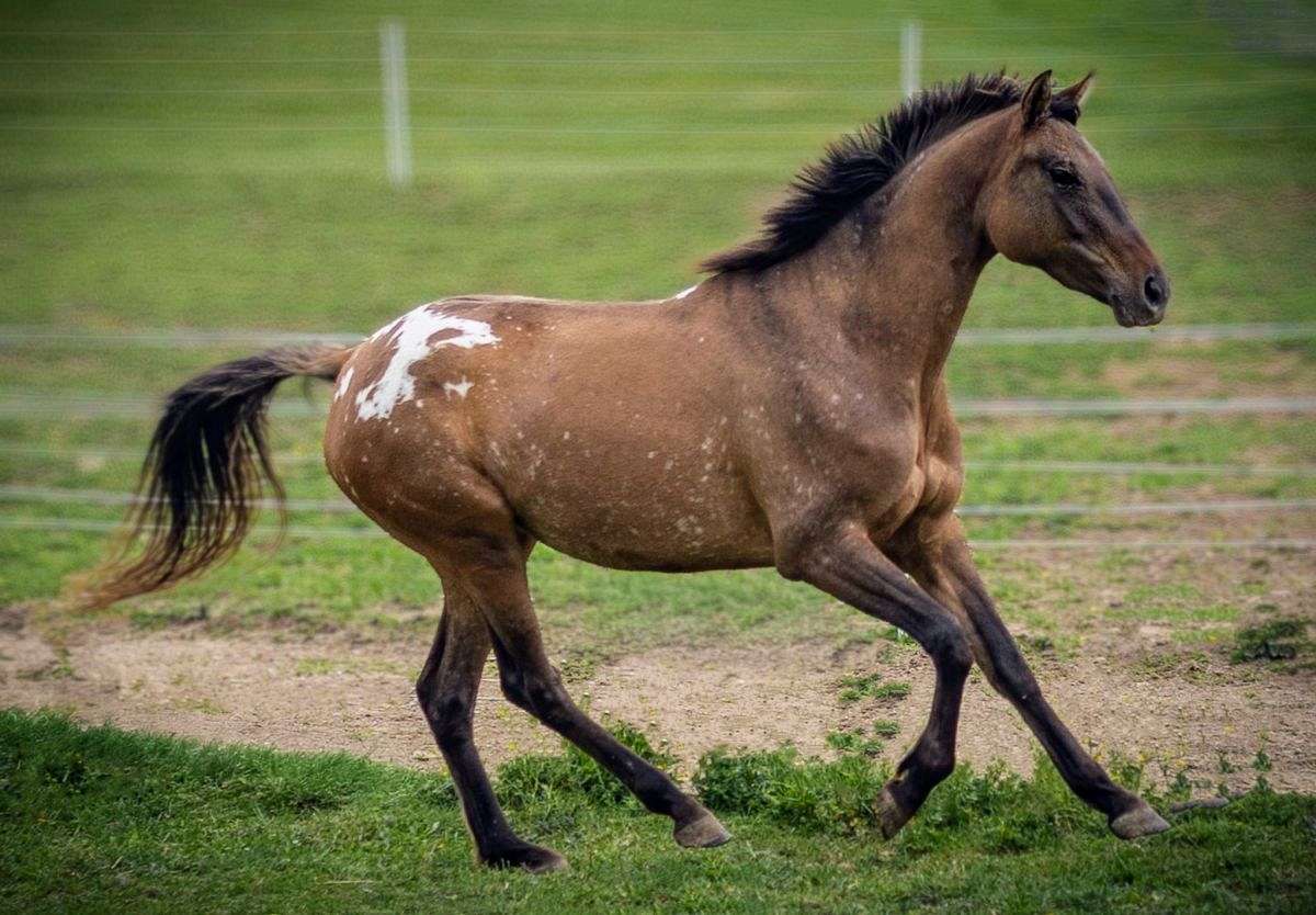 Appaloosa Sport Horse Mare