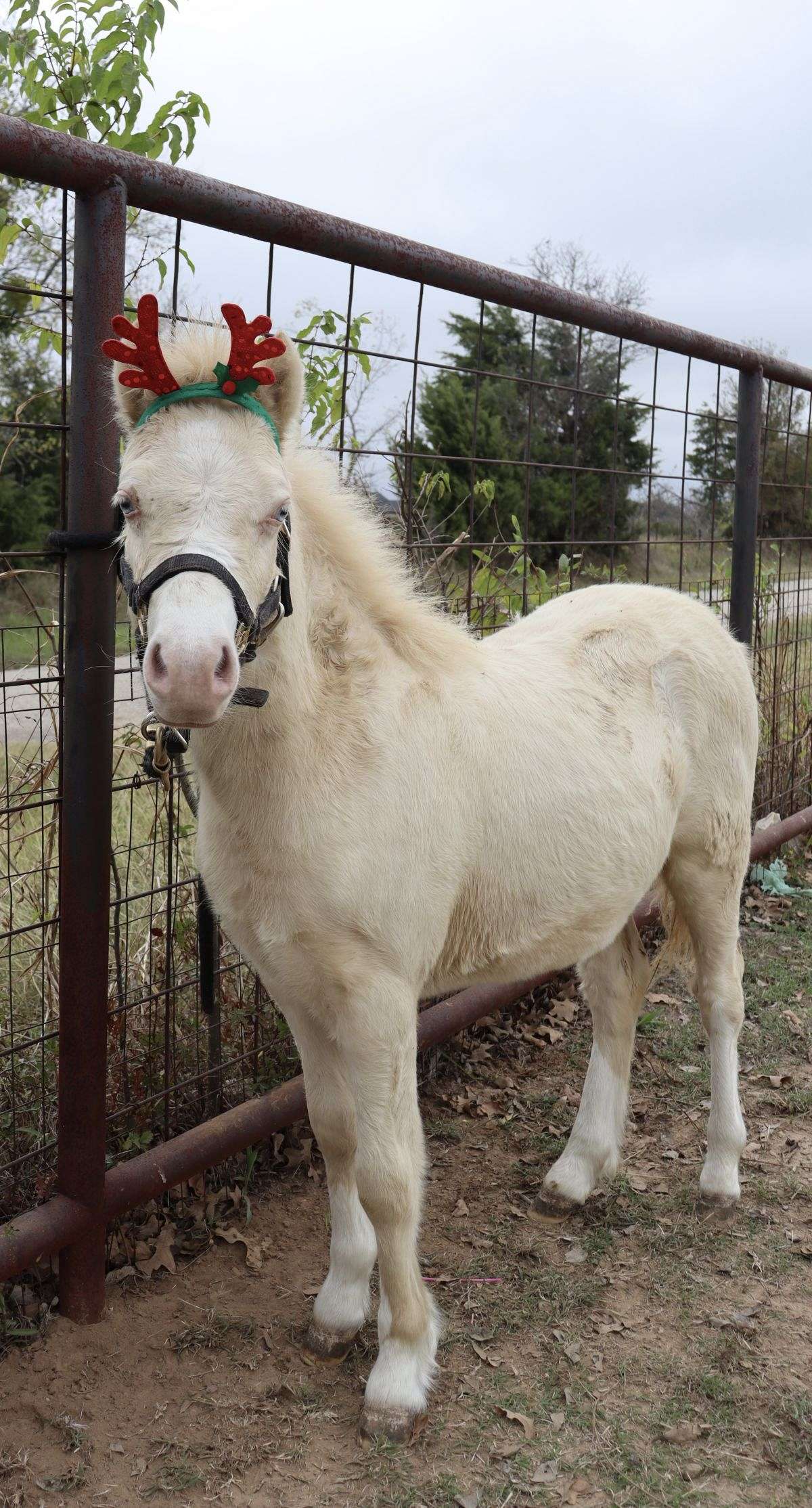 Smokey Black Cream Splash Welsh Pony Colt