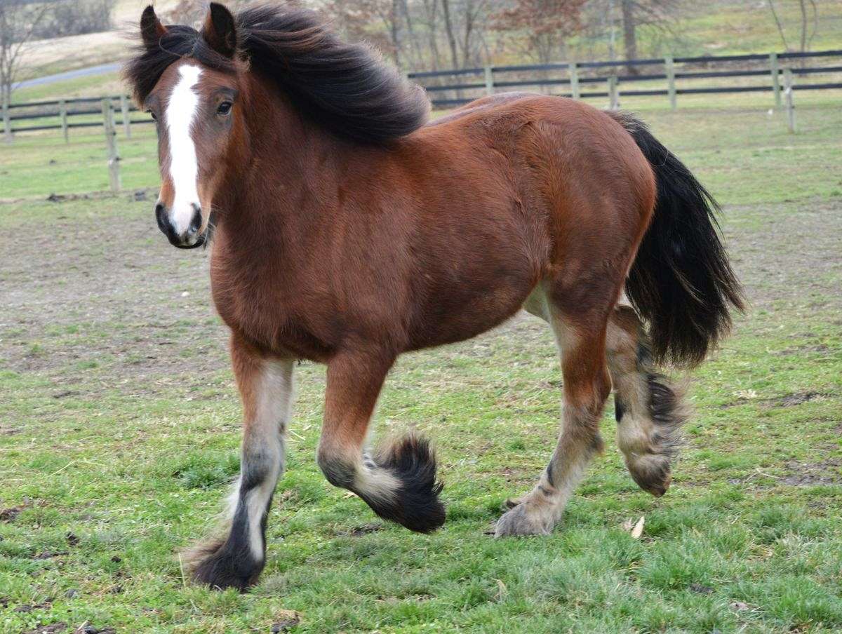 Supreme Bay Gypsy Filly Show Quality Legendary Pedigree Stocky Build Sweet