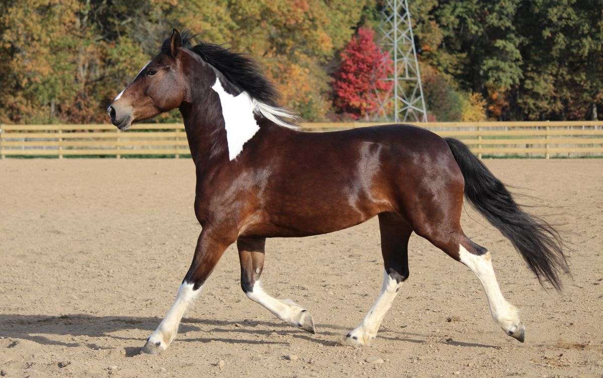 Beautiful Friesian Cross Mare