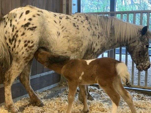 4 Year Old a/R Registered Appy Mare, Bred to Our Leopard Appy Stallion