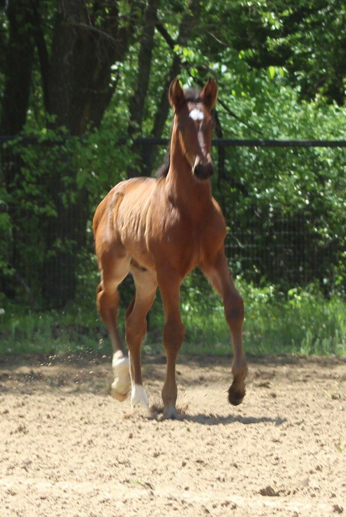 Reduced. Maximus - Big Grey ANCCE PRE Colt With Champion Qualified Lines