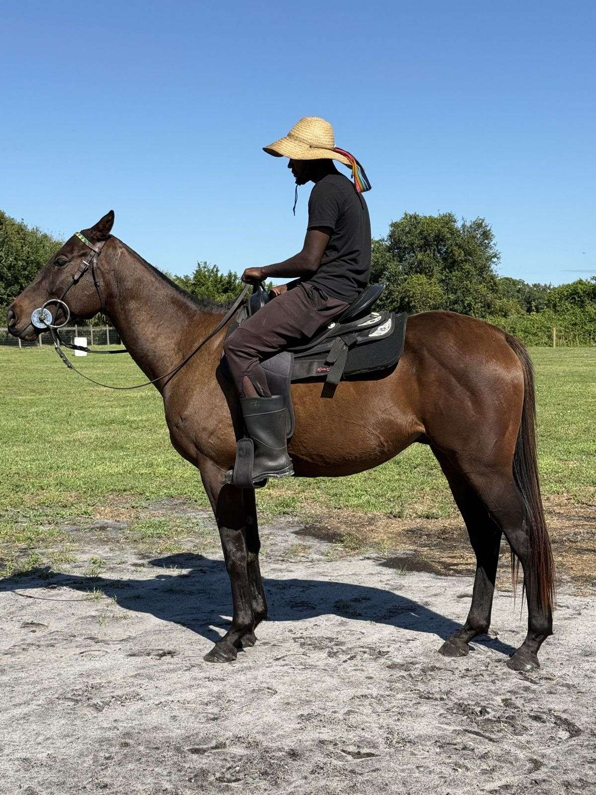 Stallion