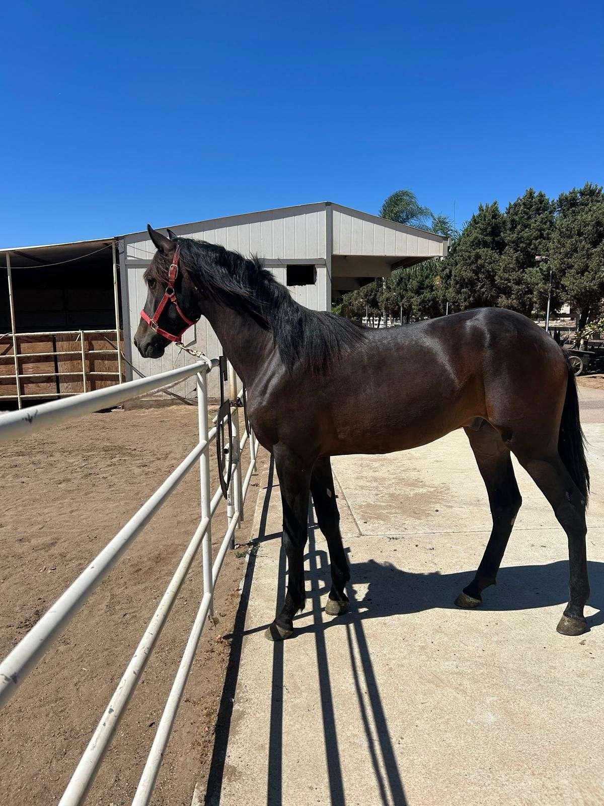 2024 Andalusian Stallion in San Diego, CA