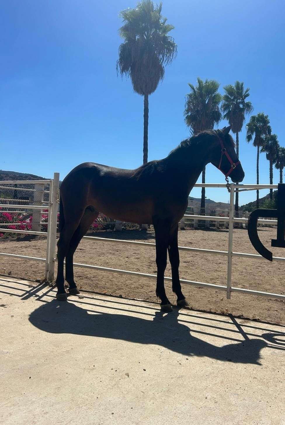 2024 Andalusian Stallion in San Diego, CA