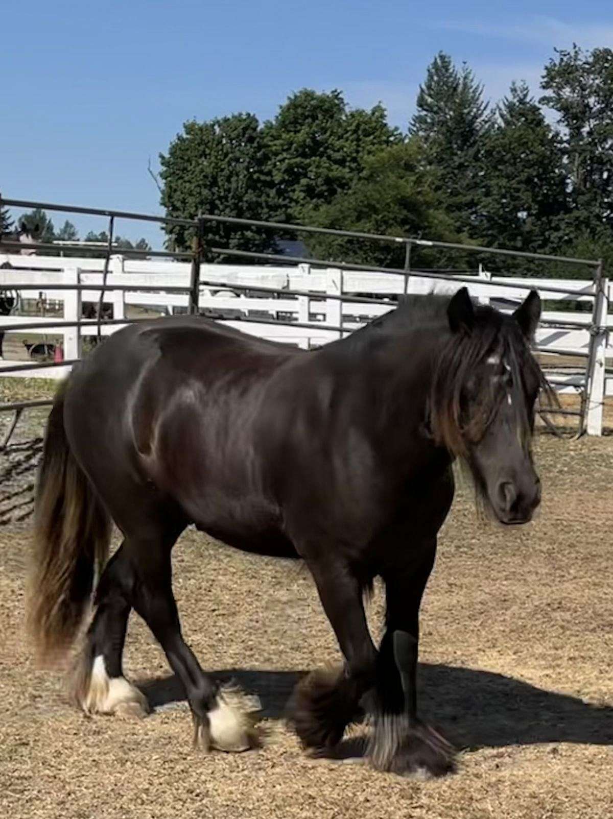 Small and Stout Smaller Black Gypsy Cob Gelding
