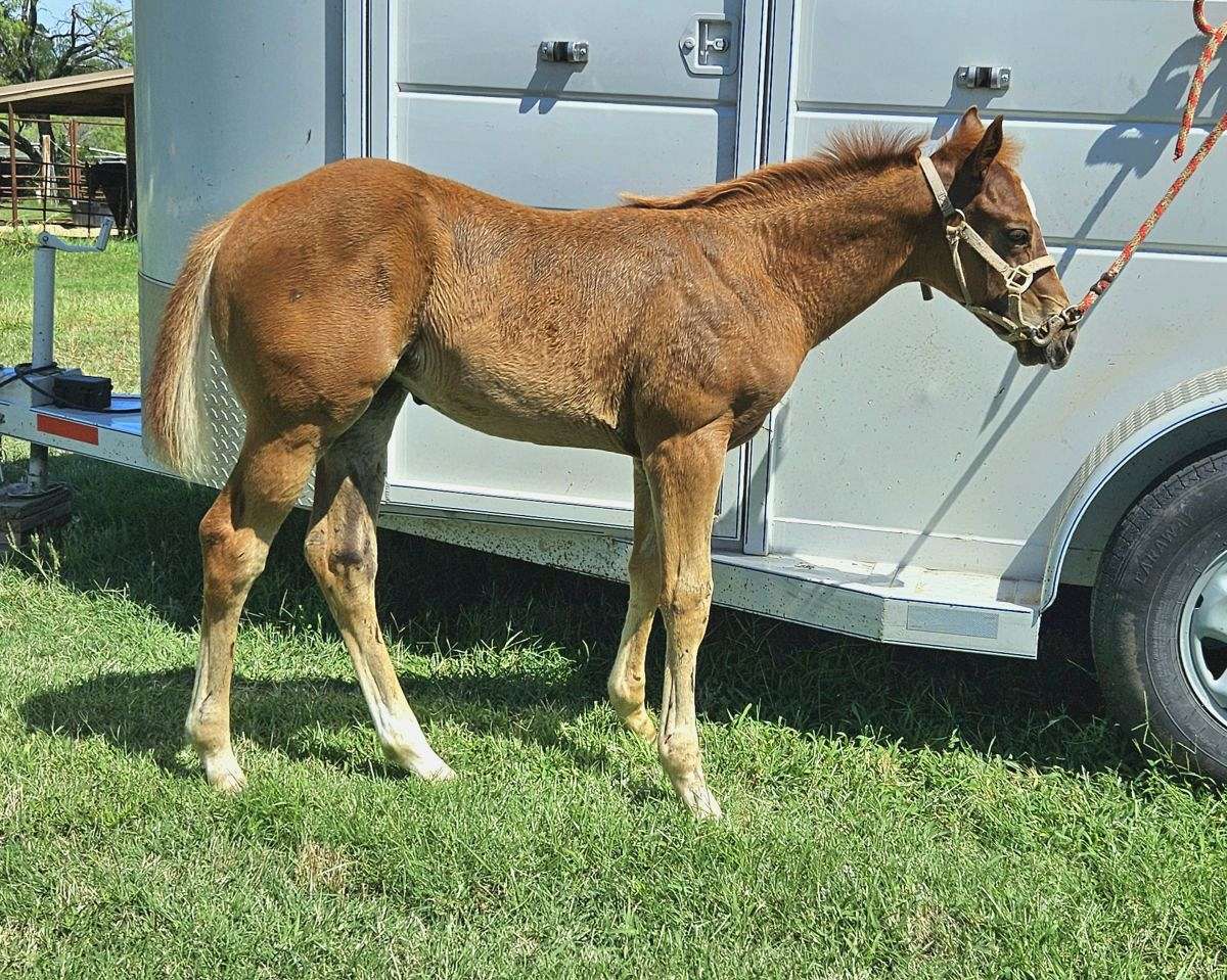 Run / Barrel Prospect