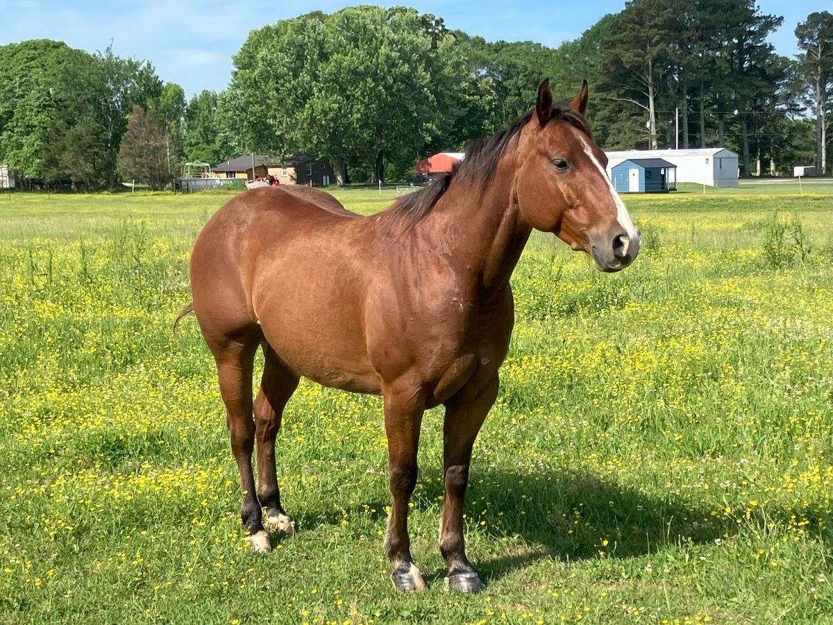 Sold ... Out of Playgun Ranch / Roping Horse