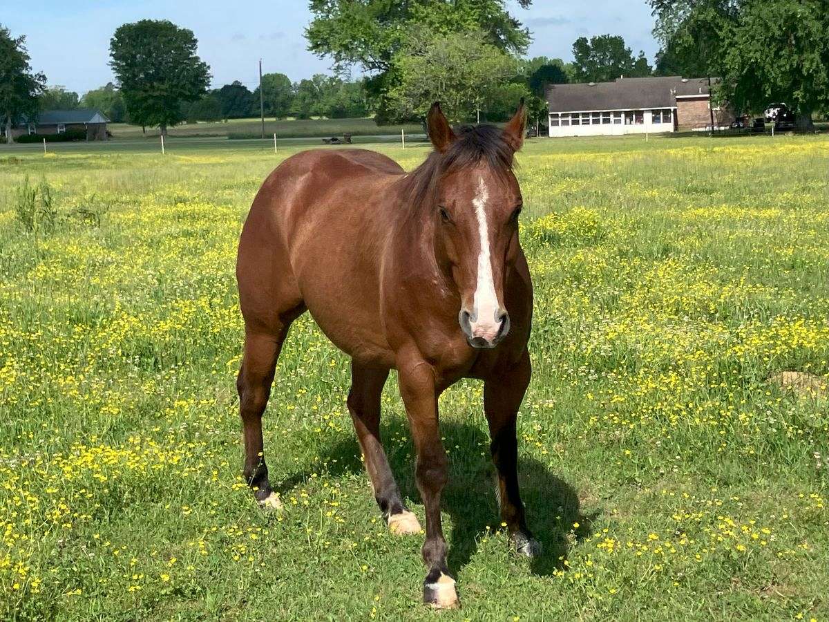 Sold ... Out of Playgun Ranch / Roping Horse