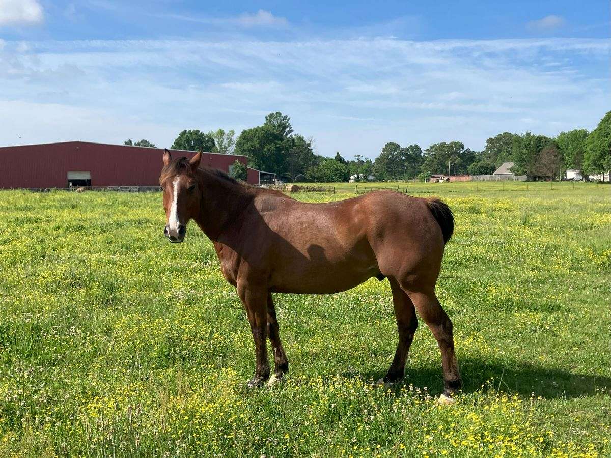 Sold ... Out of Playgun Ranch / Roping Horse