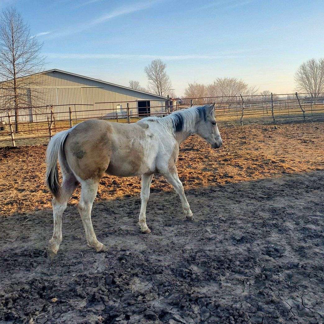 Tall Gelding Prospect by Pepsis Color Master O/O Dtr Qtsgold Mastercard