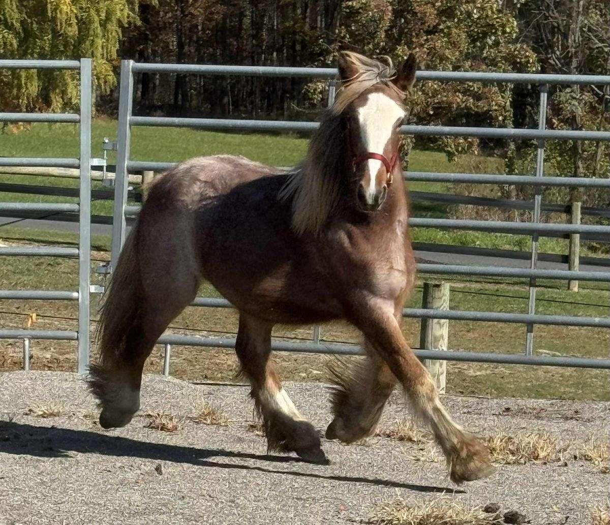 Silver Bay Roan Gypsy Filly Show Quality Tall Alfie Great Granddaughter