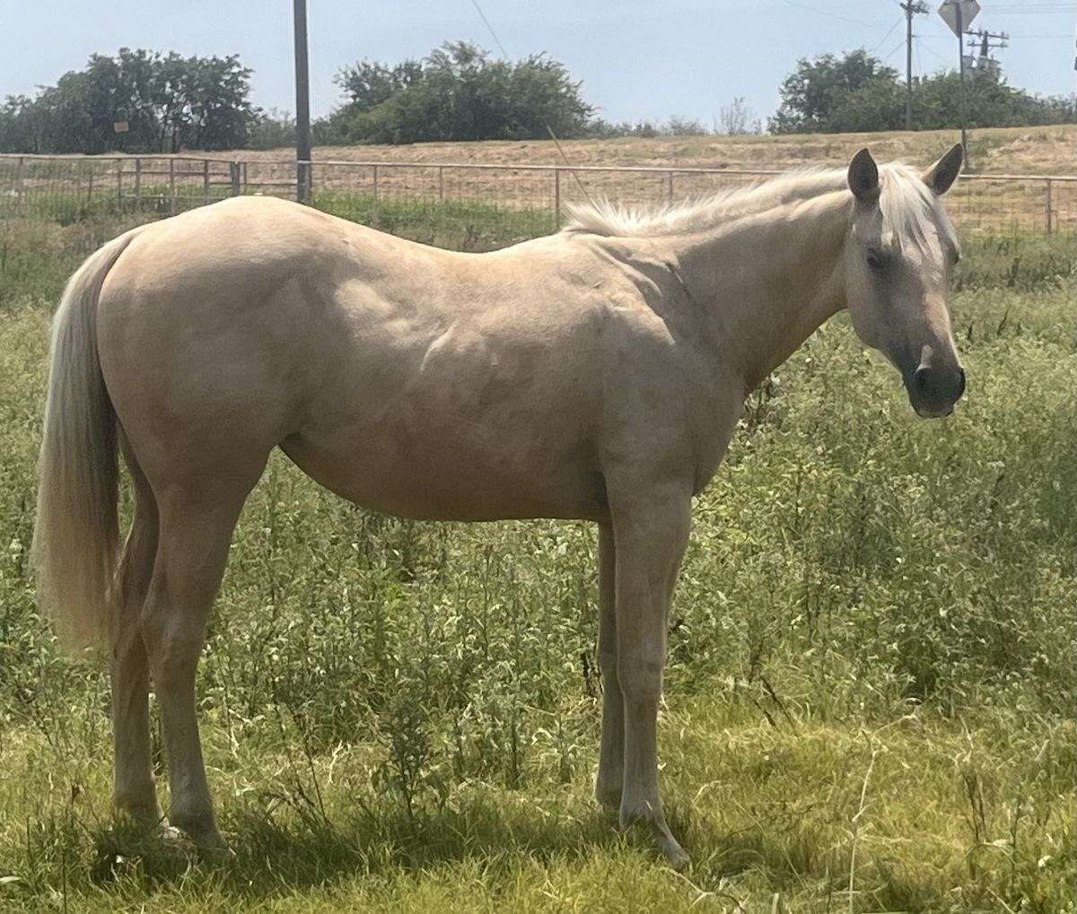 Super Cute Palomino Filly