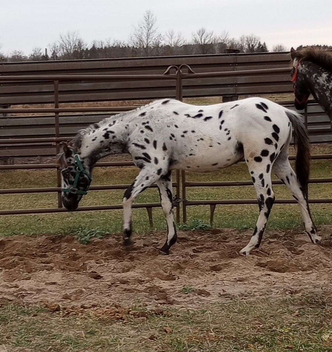 Gap7, 100% Foundation, Leopard Colt