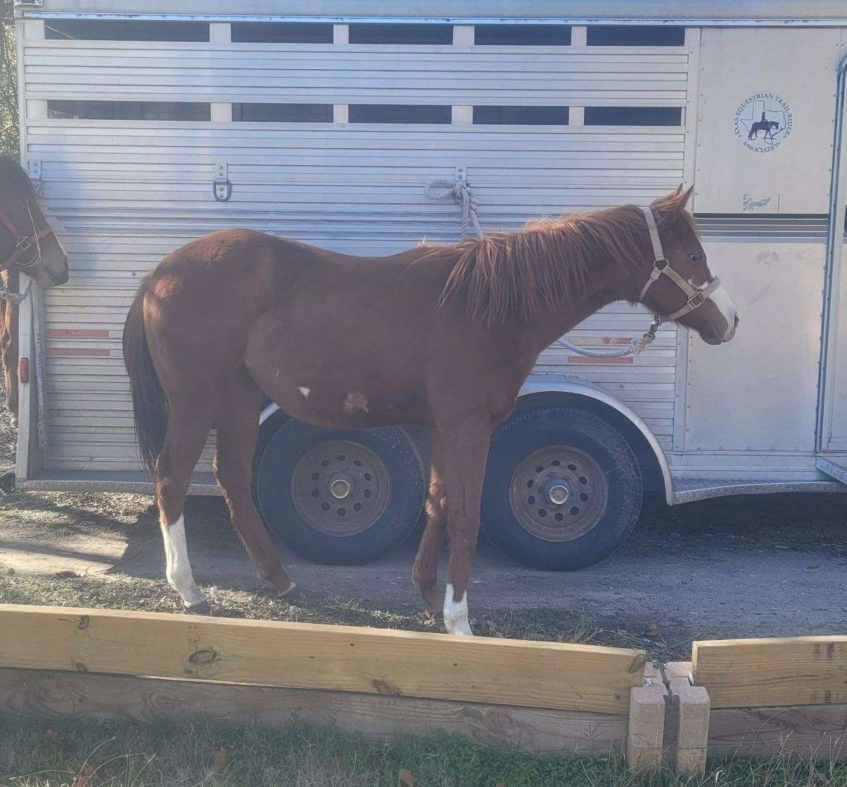 Super Gentle and Calm Flashy Halter Filly That Will Ride