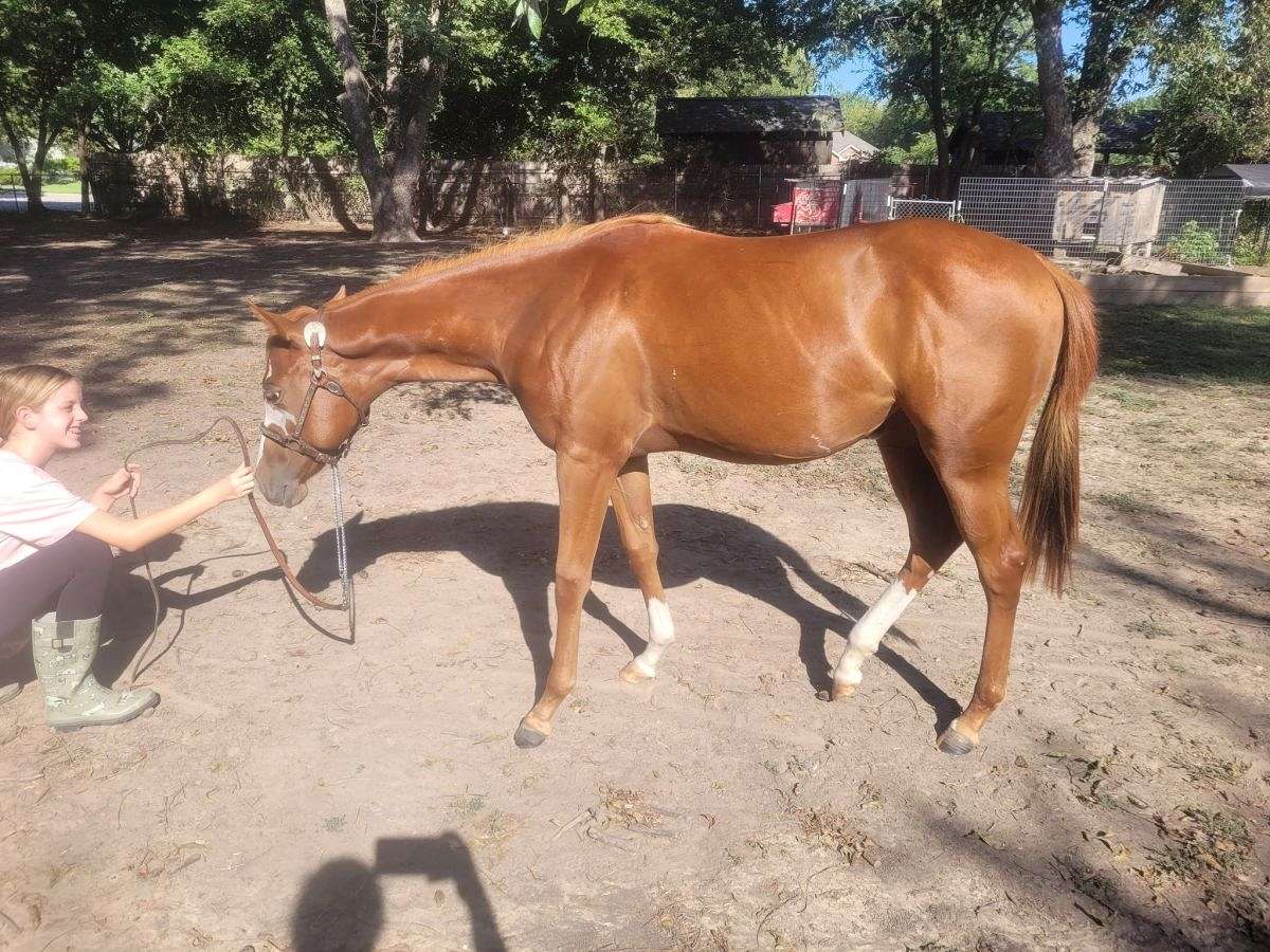 Super Gentle and Calm Flashy Halter Filly That Will Ride