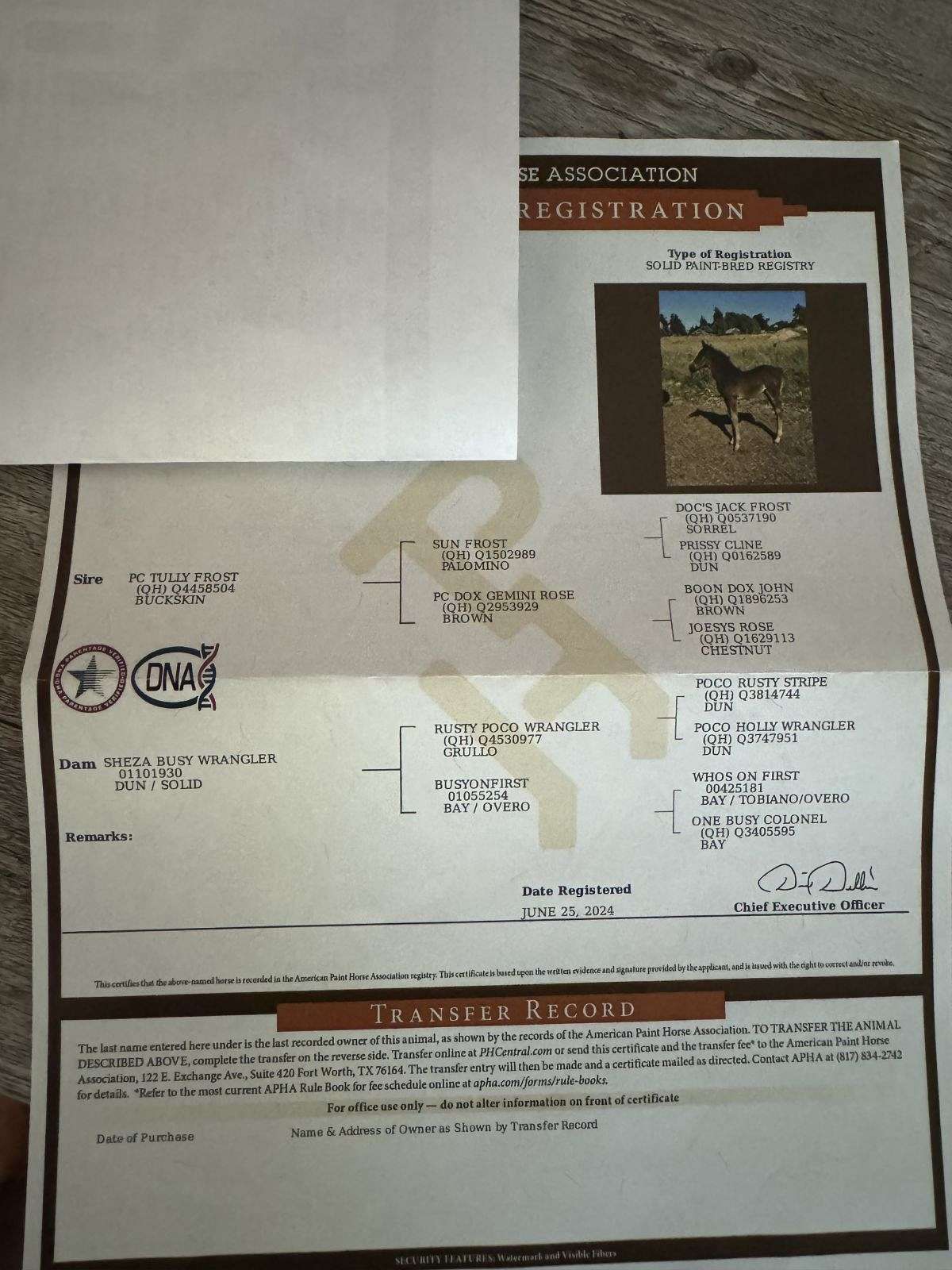 APHA Registered Dark Bay Filly by Pc Tully Frost