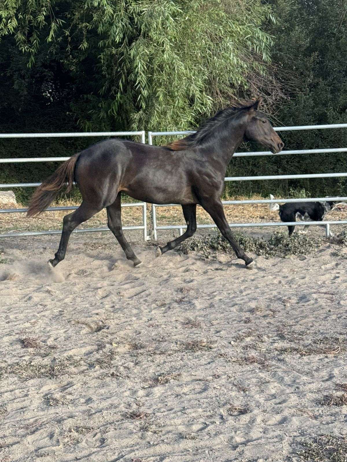 APHA Registered Dark Bay Filly by Pc Tully Frost