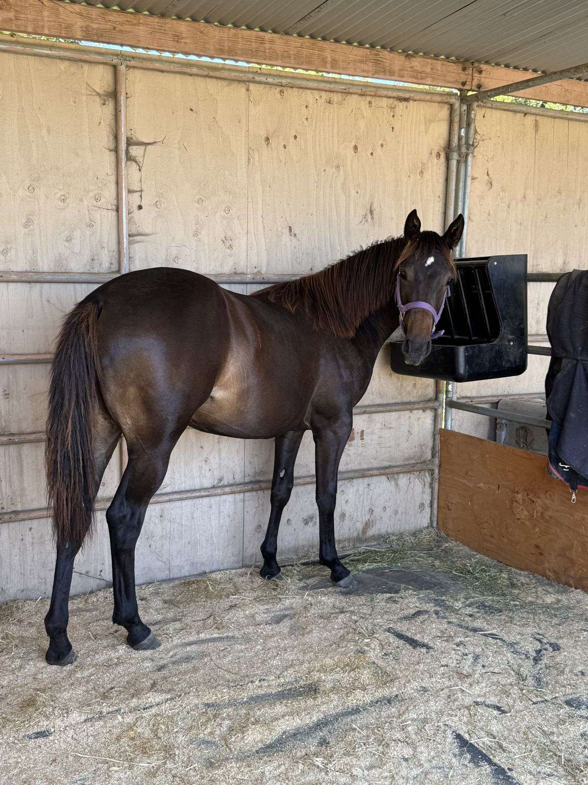 APHA Registered Dark Bay Filly by Pc Tully Frost