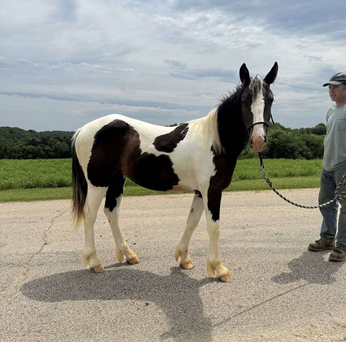 Handsome 2024 Gypsy Cross Tobiano Colt