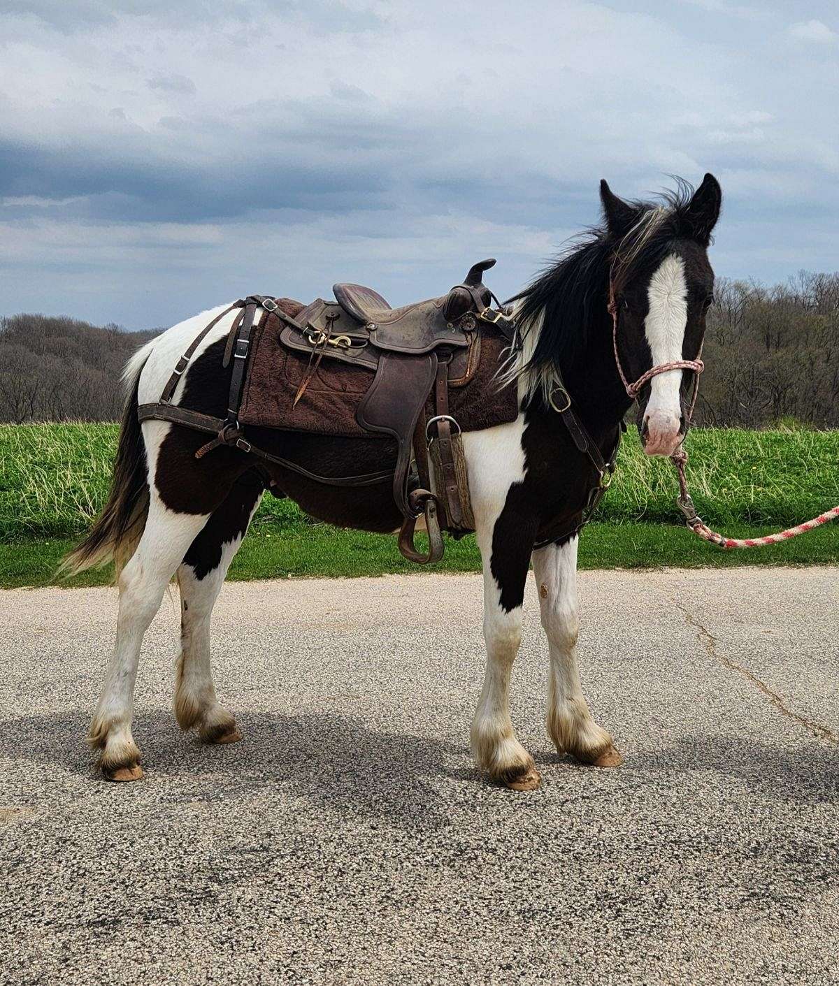 Handsome 2024 Gypsy Cross Tobiano Colt