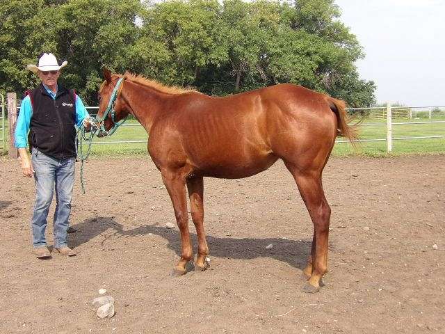 Stocky, Muscled, Working Pedigree, Peptos Playboy, Peptoboonsmal & More!