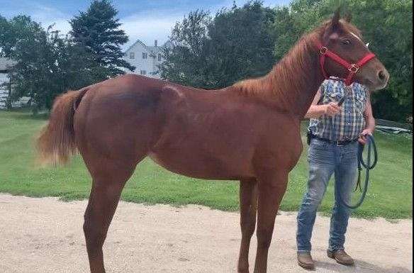 Stocky, Muscled, Working Pedigree, Peptos Playboy, Peptoboonsmal & More!