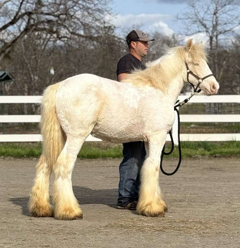 Pippa 2024 Perlino Gypsy Filly High Whites