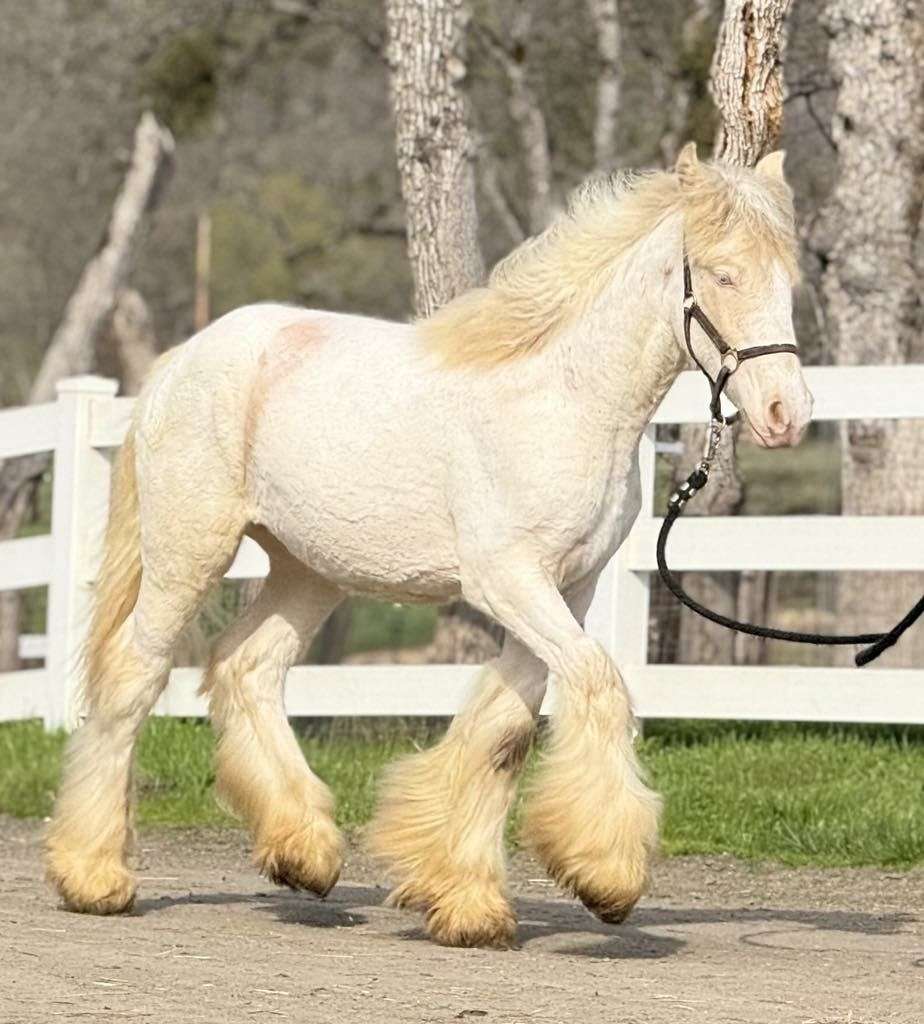 Pippa 2024 Perlino Gypsy Filly High Whites