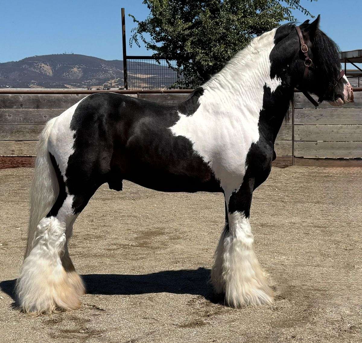 Sweet & Loving Gypsy Vanner Stallion "Seneca"