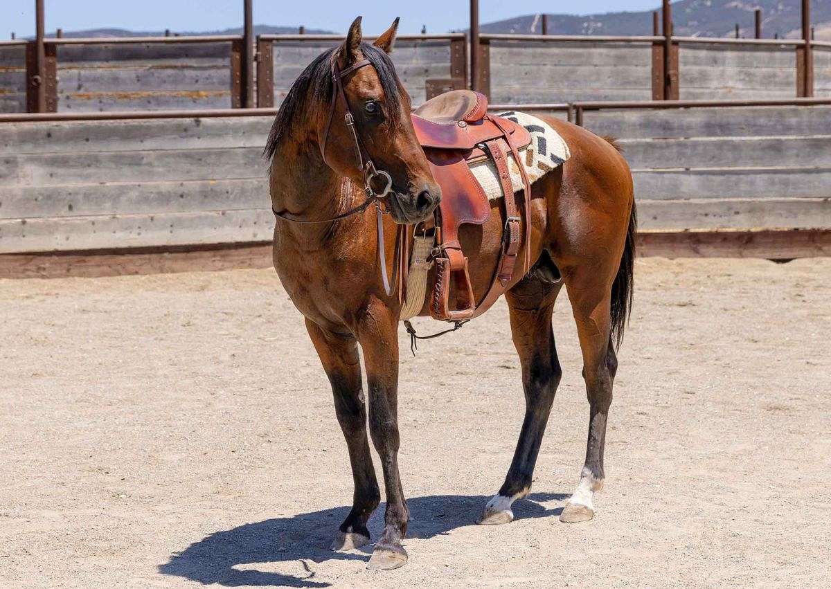 For Sale: Kind and Versatile Thoroughbred Horse for Western Disciplines