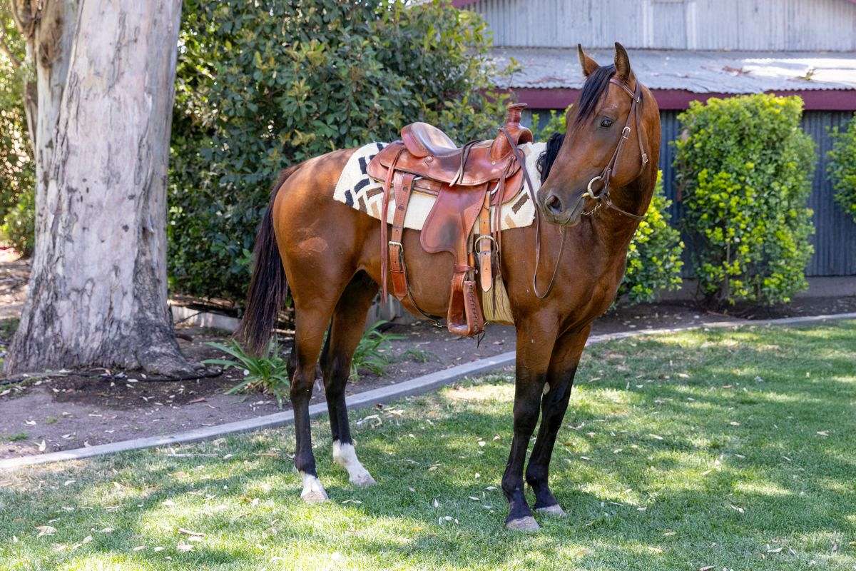 For Sale: Kind and Versatile Thoroughbred Horse for Western Disciplines