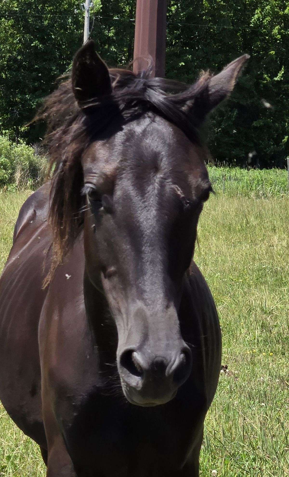 Tall Black Gaited Morgan Filly ~ Srr Luxury Trail Lines!