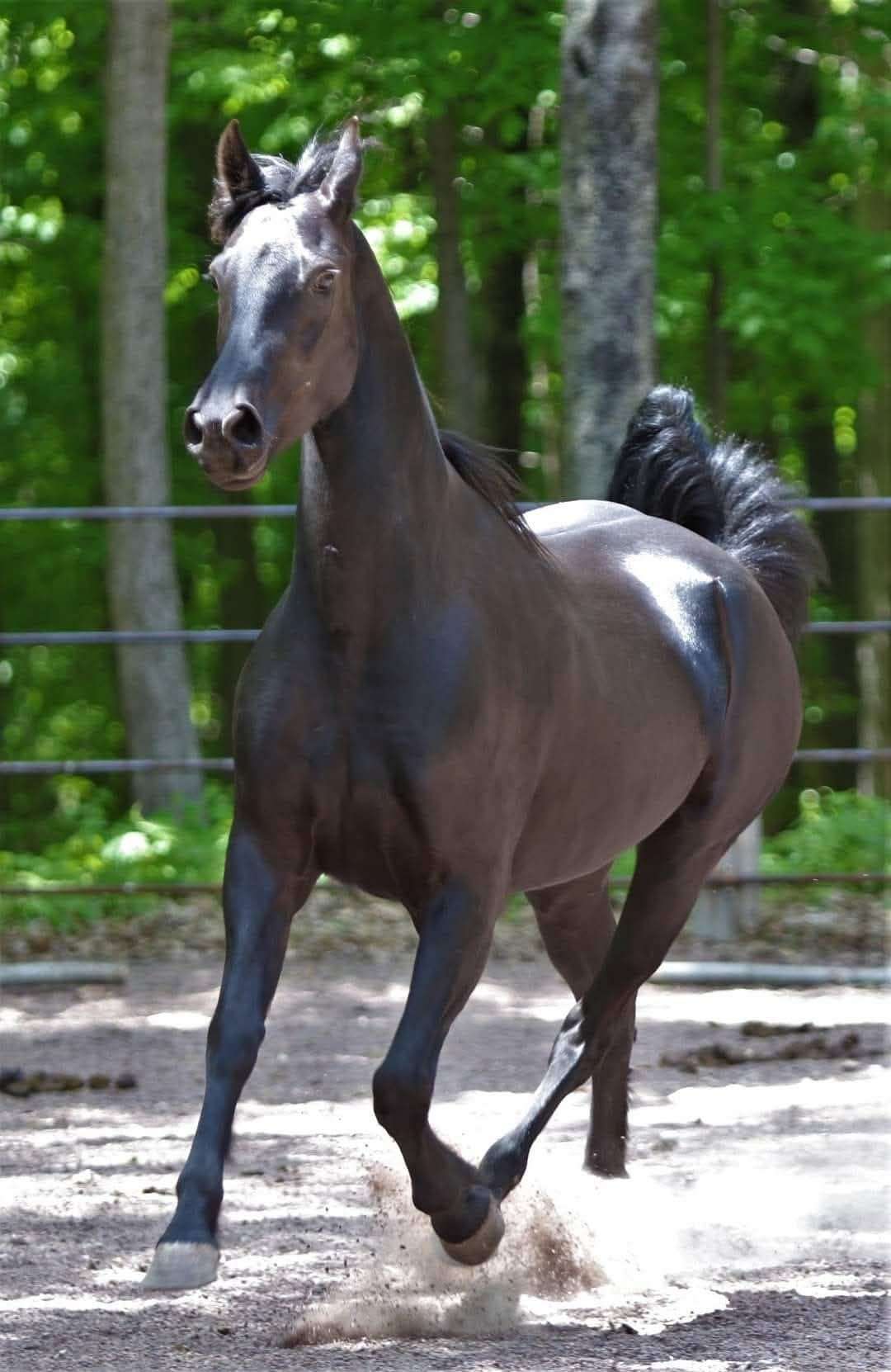 Tall Black Gaited Morgan Filly ~ Srr Luxury Trail Lines!