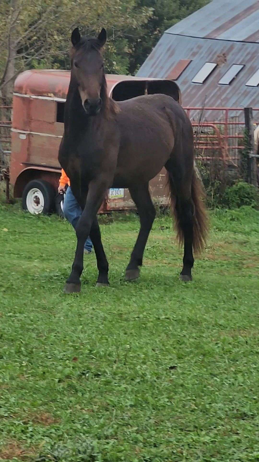 Friesian/Paint Stud Colt
