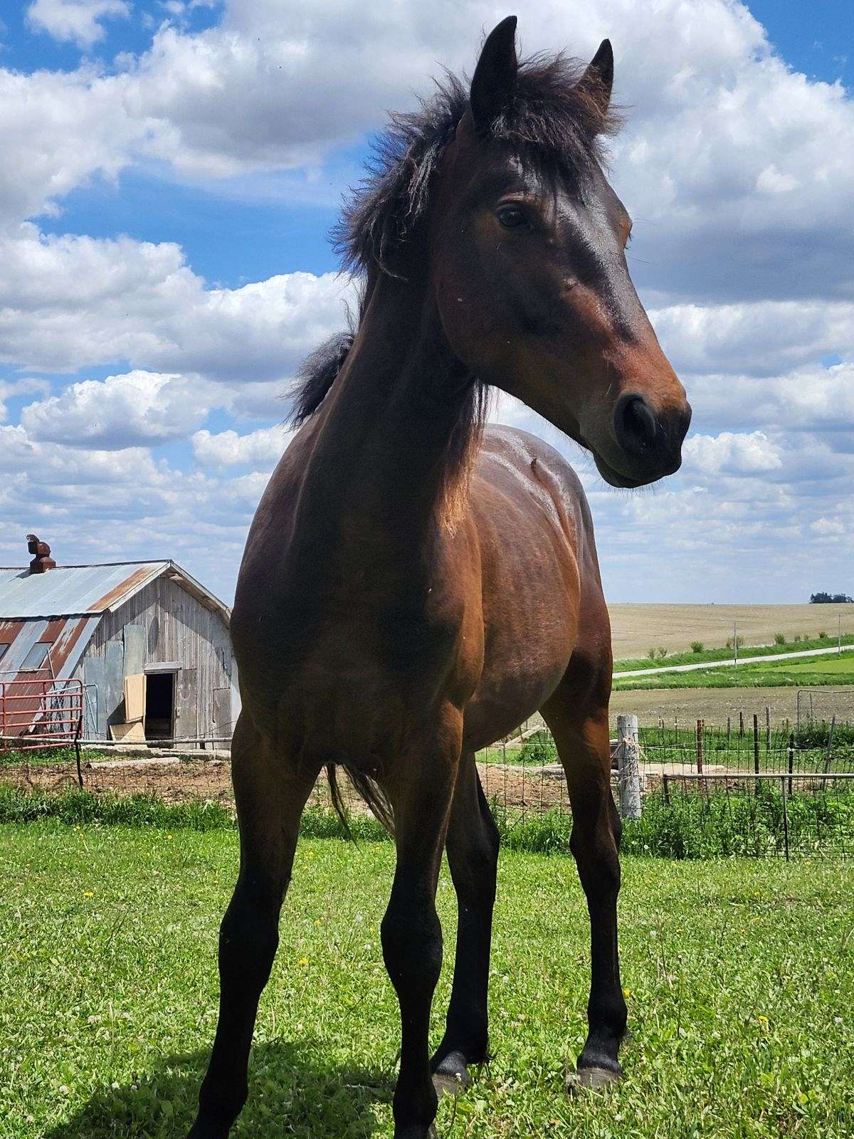 Friesian/Paint Stud Colt