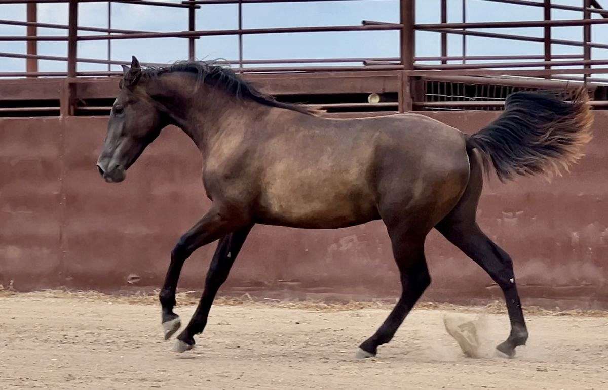 Black Andalusian PRE Yearling