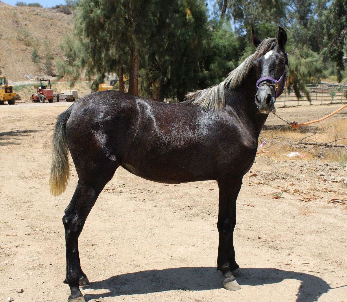2024 Gray Andalusian in Canyon Country, California