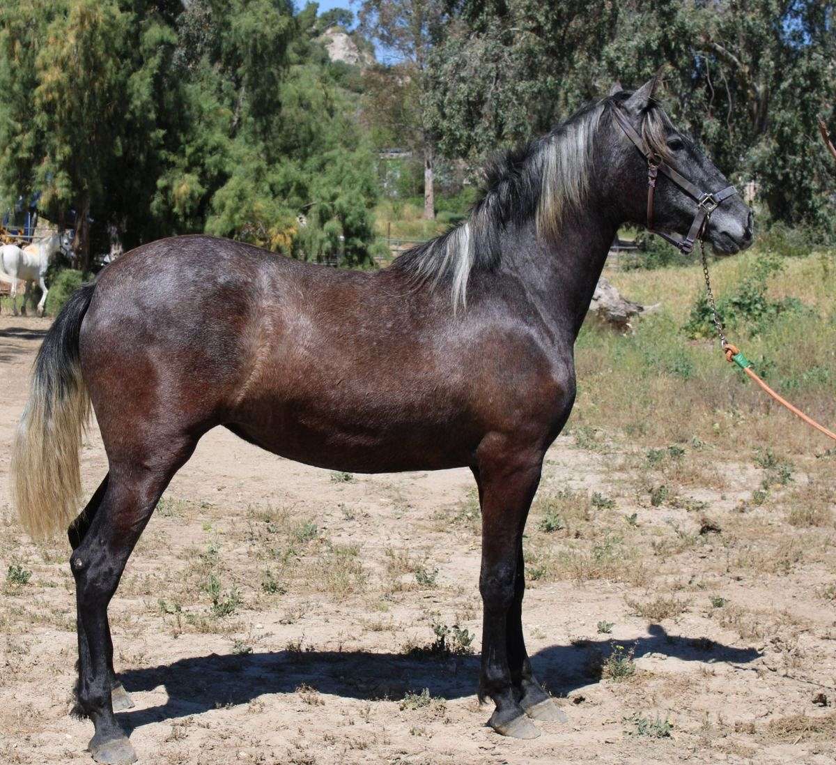 2024 Gray Andalusian in Canyon Country, California