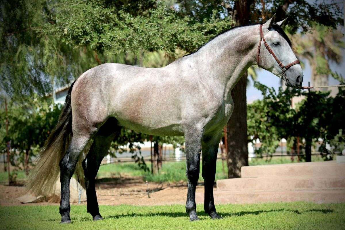 Mango Jm, Andalusian Stallion Under Saddle Lineage Atrevido Mango