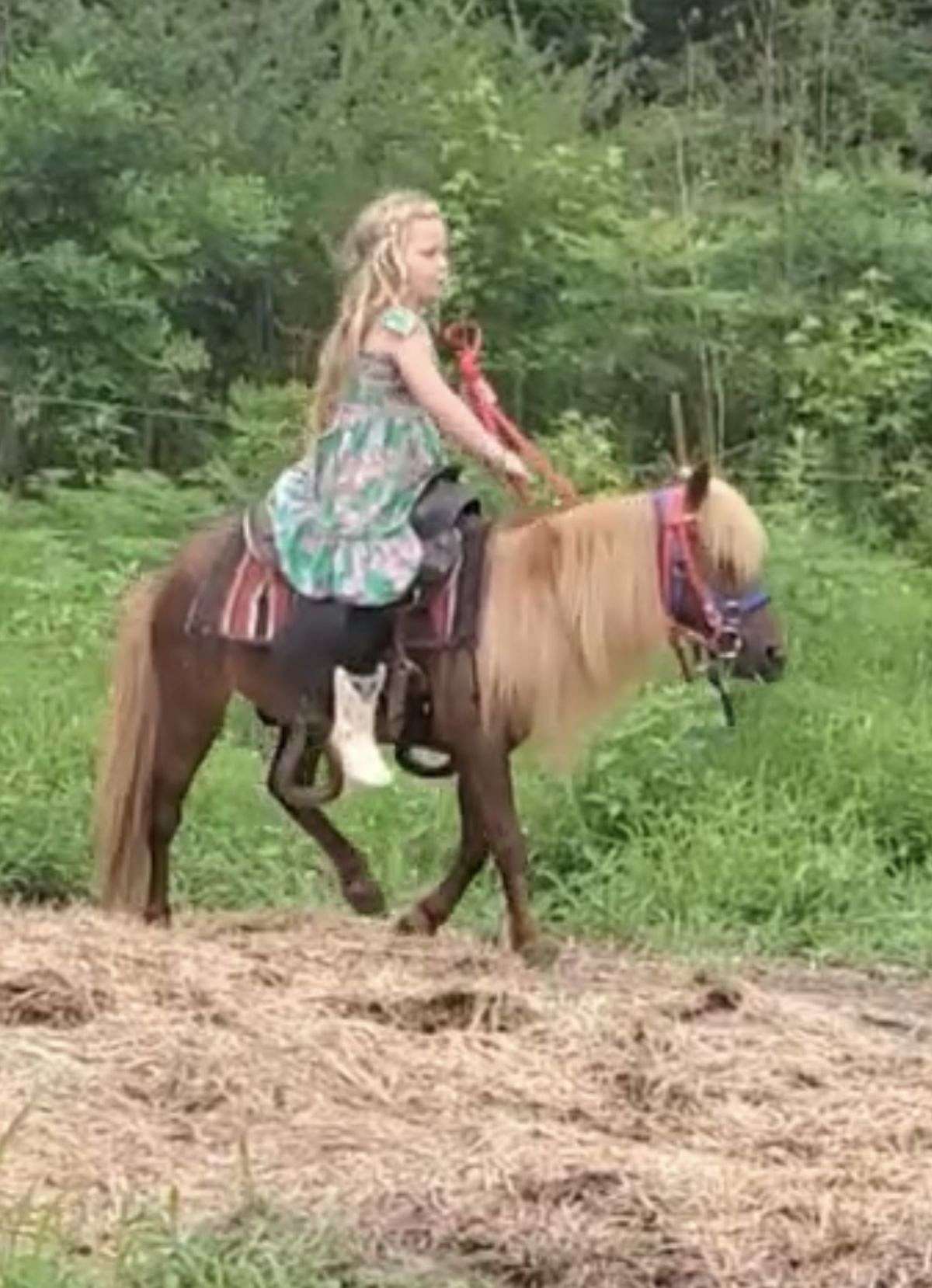 Gentle Gelding Rides and Drives for Anyone!