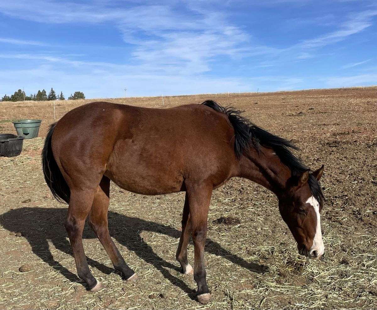 2024 Bay Filly King Fritz, Leos Question, Lonsum Tiger, Doc Bar