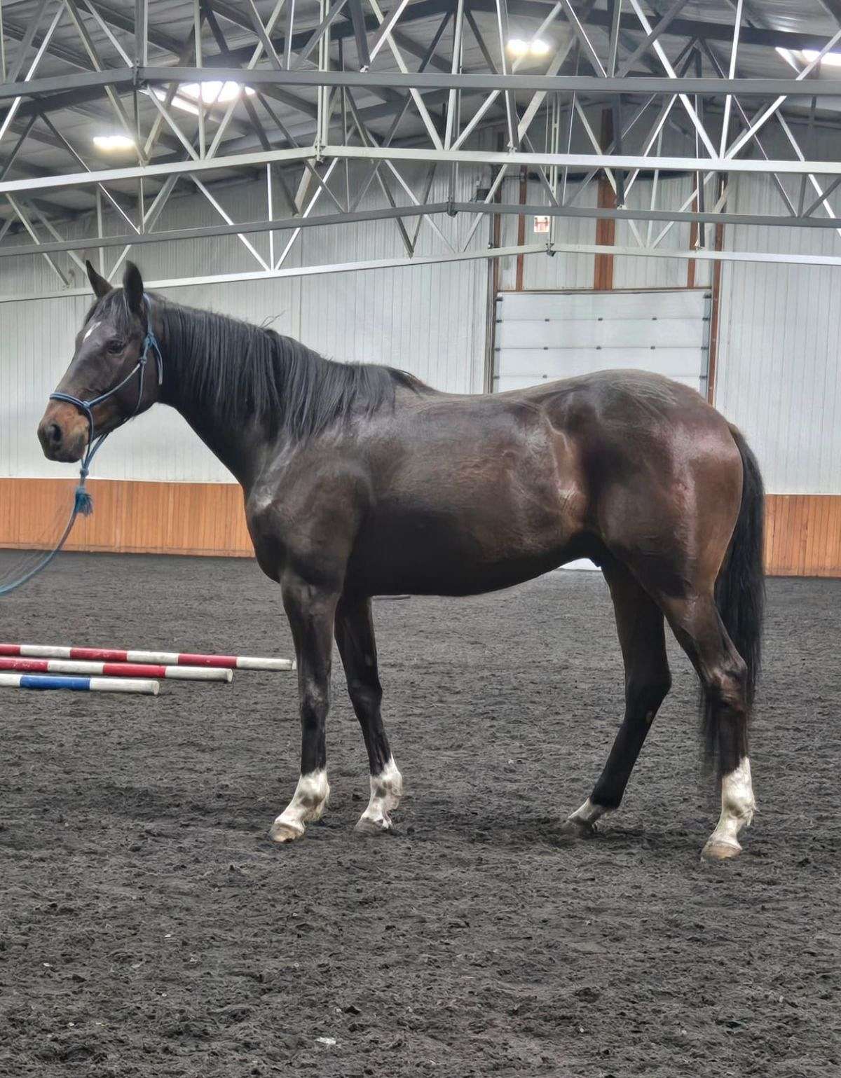 English / Dressage/ Hunter/ Western/ Smart Kind 2021 Thoroughbred Gelding