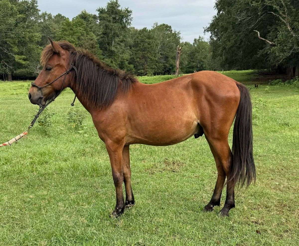 2024 Colt 3/4 Icelandic 1/4 Standardbred -He's Got Gait, Gait, Gait