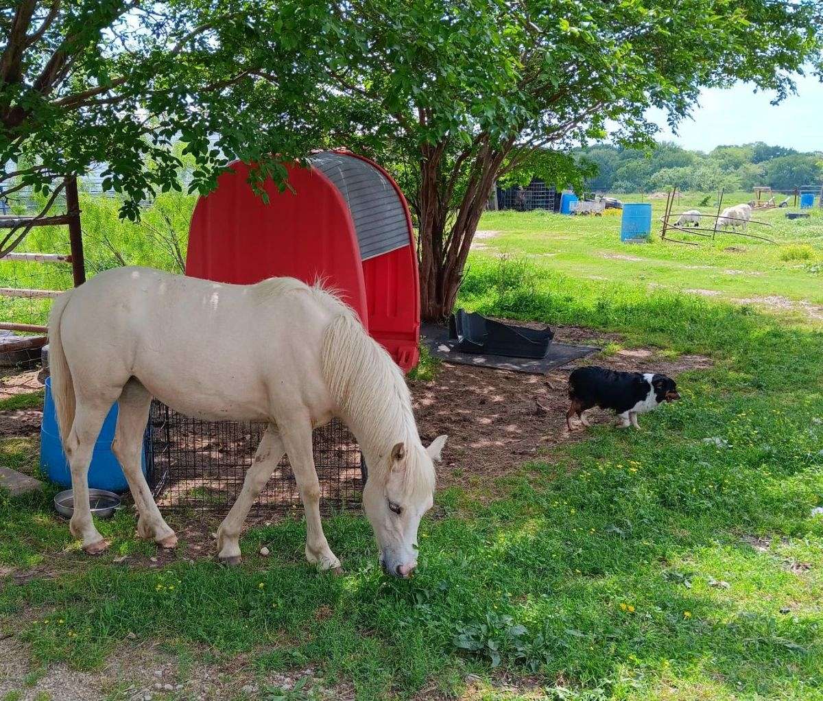 Reg 1/2 Welsh Palomino Filly