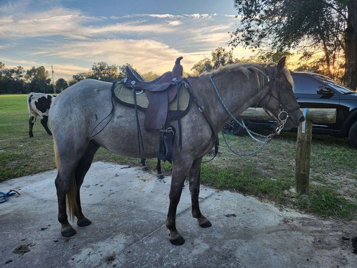 Trail Horse Extraordinaire