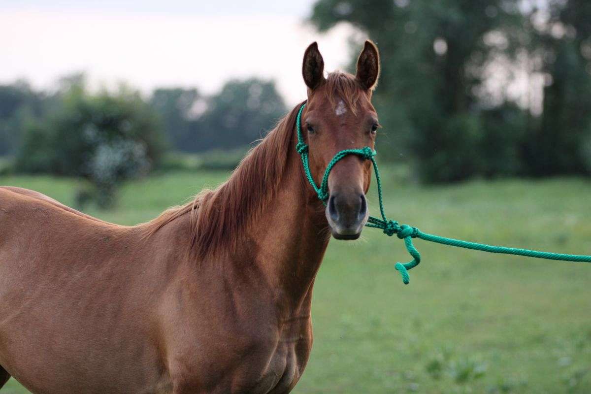 Look At This Beefcake! AQHA Red Dun Cow Reining Run Bred Filly