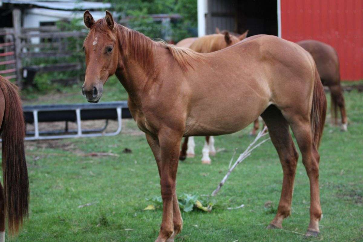 Look At This Beefcake! AQHA Red Dun Cow Reining Run Bred Filly