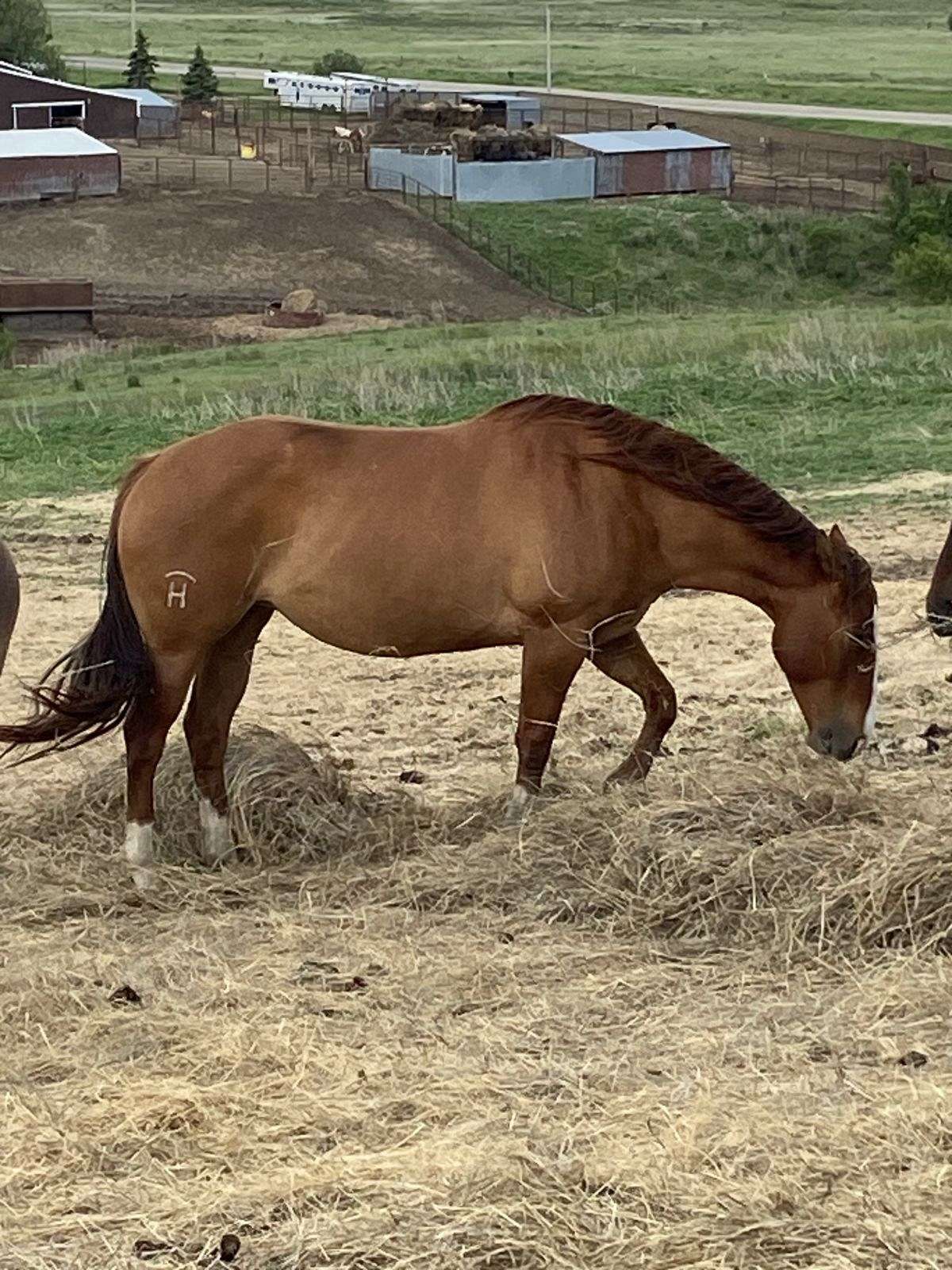 Look At This Beefcake! AQHA Red Dun Cow Reining Run Bred Filly