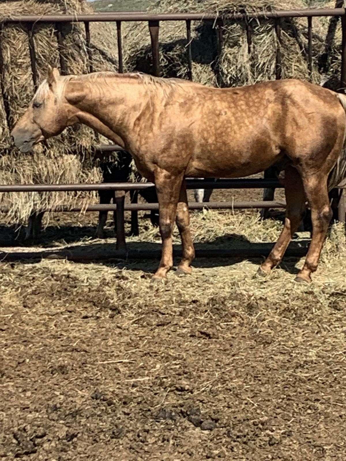 Look At This Beefcake! AQHA Red Dun Cow Reining Run Bred Filly